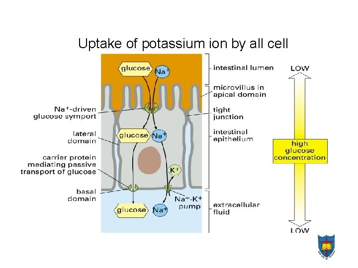 Movement of Substance Active Transport Learning outcomes After