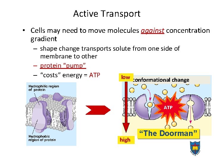 Movement of Substance Active Transport Learning outcomes After
