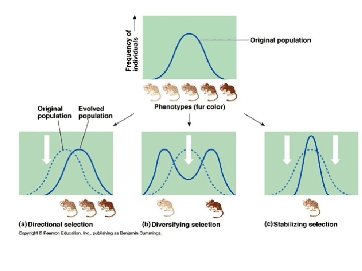 Evolution What is evolution Evolution is defined as