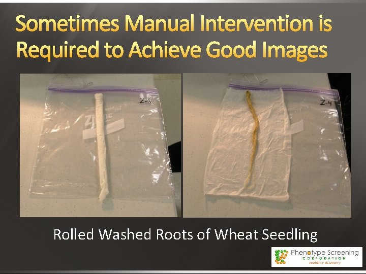 Measuring Roots With Soft Tissue Xray Imaging Dan