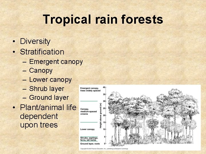 Chapters 25 26 Terrestrial Ecosystems Tree dominated ecosystems