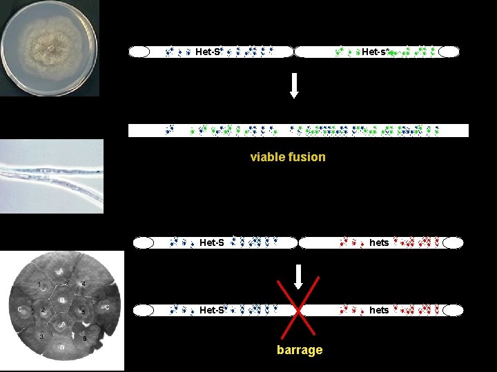 What is epigenetics Mendelian and non mendelian epigenetics