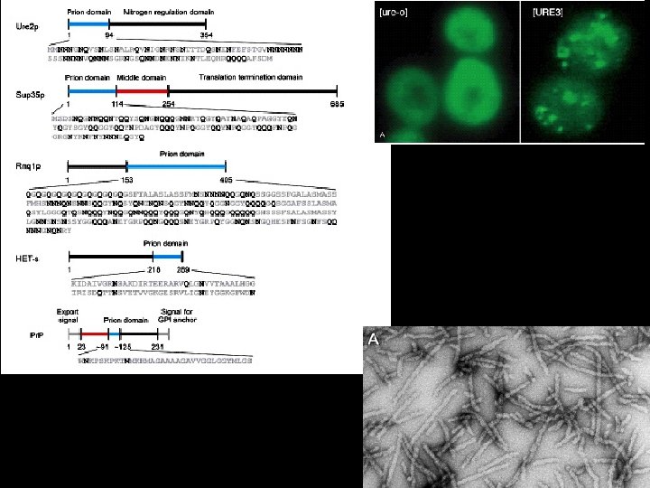 What is epigenetics Mendelian and non mendelian epigenetics