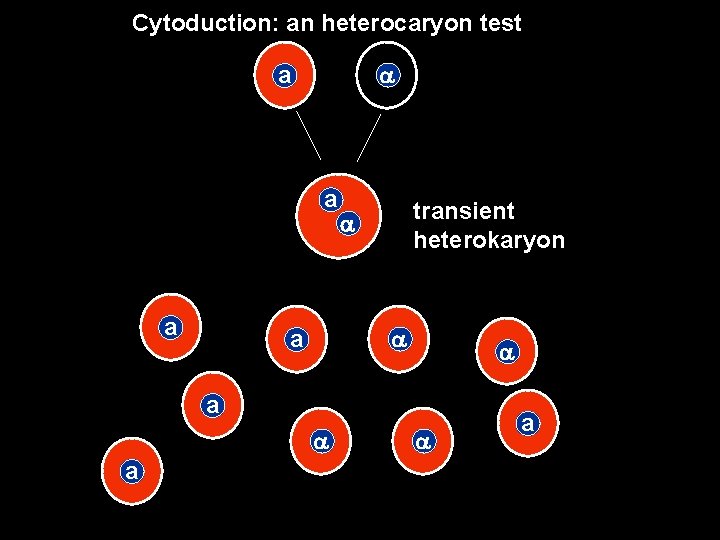 What is epigenetics Mendelian and non mendelian epigenetics