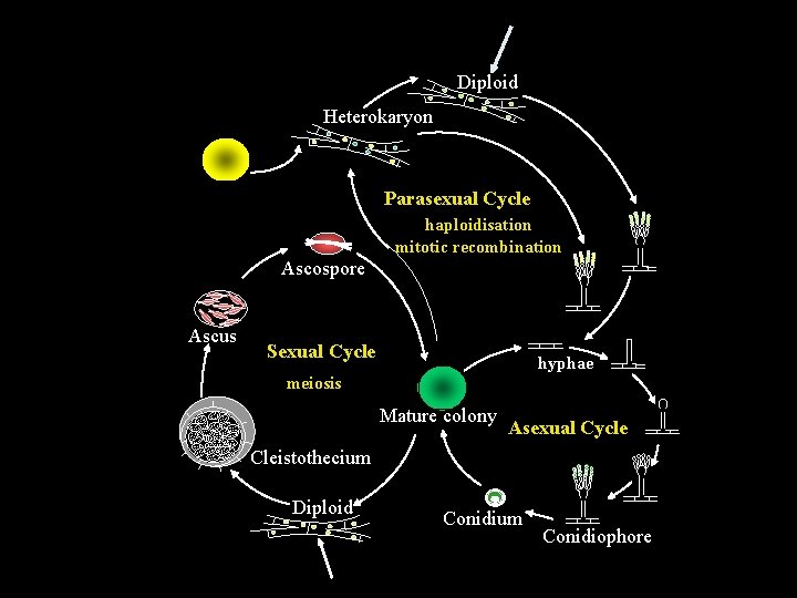 What is epigenetics Mendelian and non mendelian epigenetics