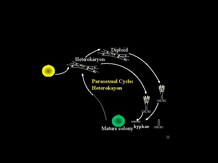 What is epigenetics Mendelian and non mendelian epigenetics