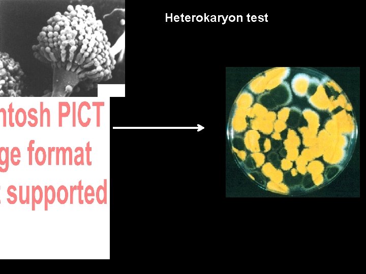 What is epigenetics Mendelian and non mendelian epigenetics