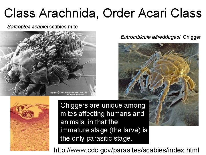 Arthropoda Classification Phylum Arthropoda Subphylum Uniramia ...