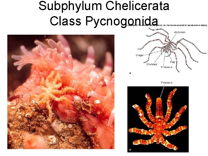 Arthropoda Classification Phylum Arthropoda Subphylum Uniramia ...