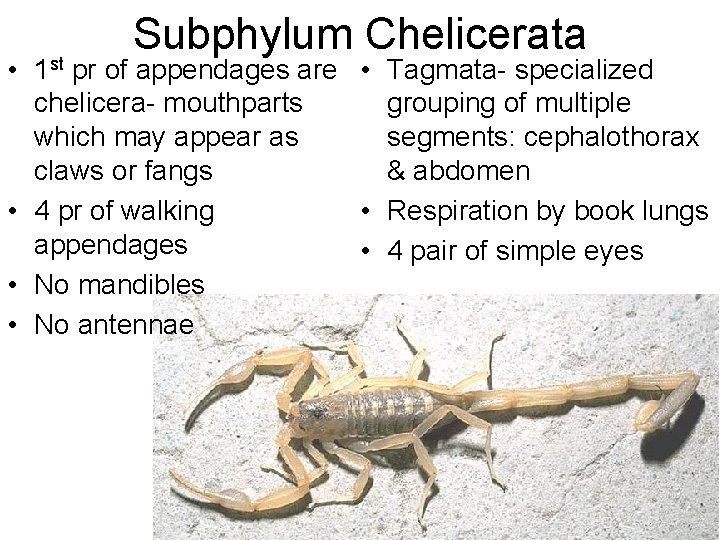 Arthropoda Classification Phylum Arthropoda Subphylum Uniramia ...