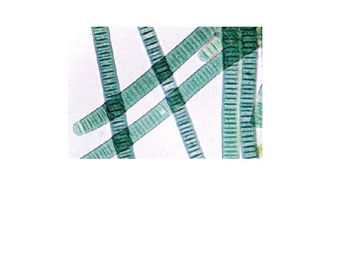 What is a bacterium Living Domain ProEukaryote Kingdom