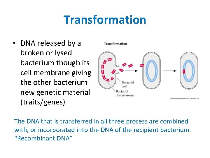 What is a bacterium Living Domain ProEukaryote Kingdom
