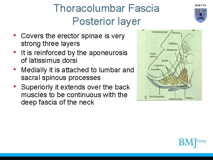 MOB TCD Spinal Muscles Professor Emeritus Moira OBrien