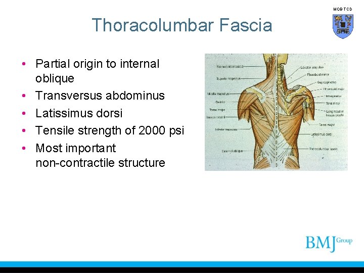 MOB TCD Spinal Muscles Professor Emeritus Moira OBrien