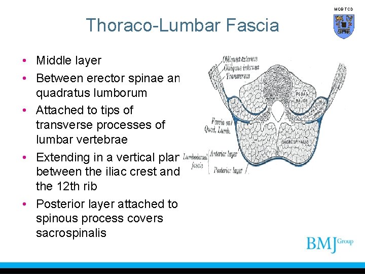 MOB TCD Spinal Muscles Professor Emeritus Moira OBrien