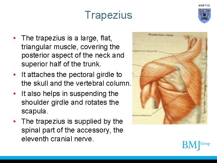 MOB TCD Spinal Muscles Professor Emeritus Moira OBrien