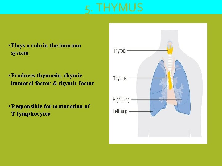 ENDOCRINE SYSTEM Regulates body functions via hormones secreted