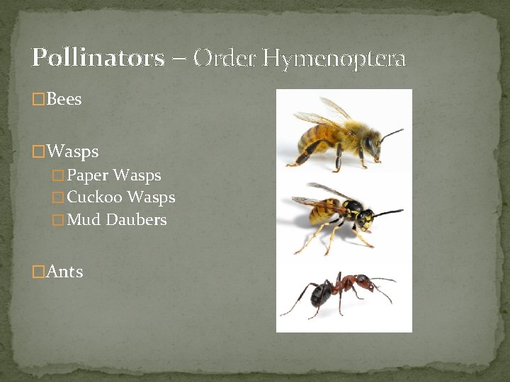 Native Pollinators of a Small Organic Farm in