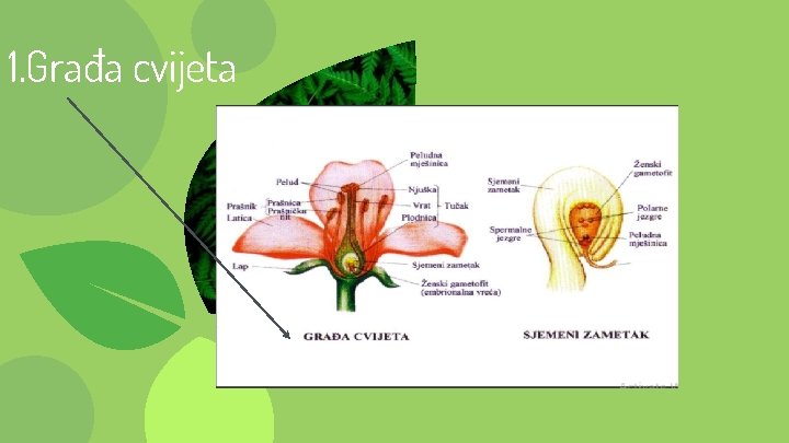 PREDMET BOTANIKA Tema Biljni vegetativni i generativni organi