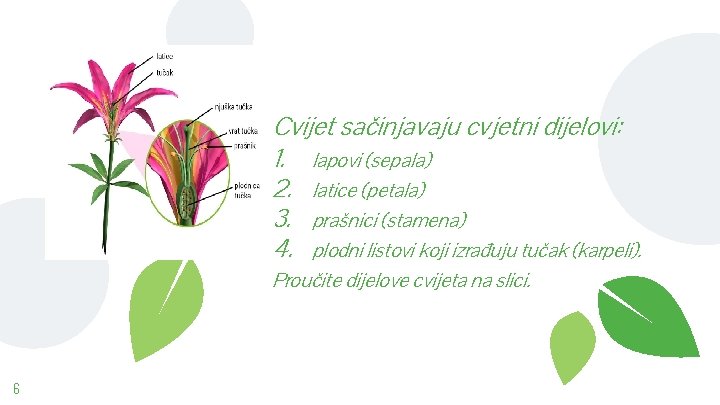 PREDMET BOTANIKA Tema Biljni vegetativni i generativni organi