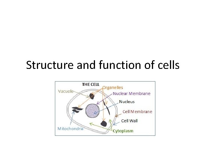 Structure and function of cells What is a