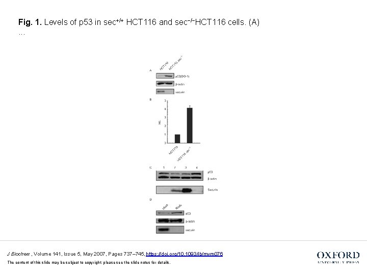 Fig 1 Levels of p 53 in sec
