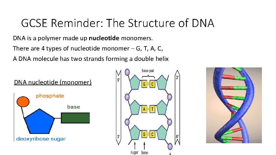 Biology Induction Protein synthesis LO Explain how transcription