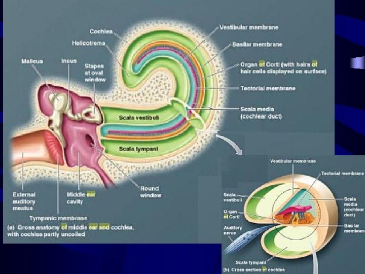 Auditory Transduction The Inner Ear 5 3 13