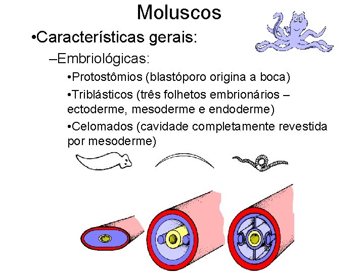 Moluscos Caractersticas gerais Embriolgicas Protostmios blastporo origina a