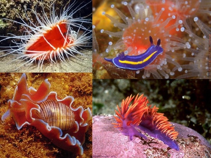 Moluscos Caractersticas gerais Embriolgicas Protostmios blastporo origina a