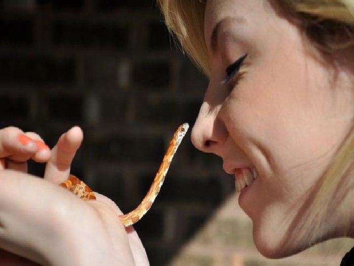 Surprise Strike of Snakes Saliva Presented by Don