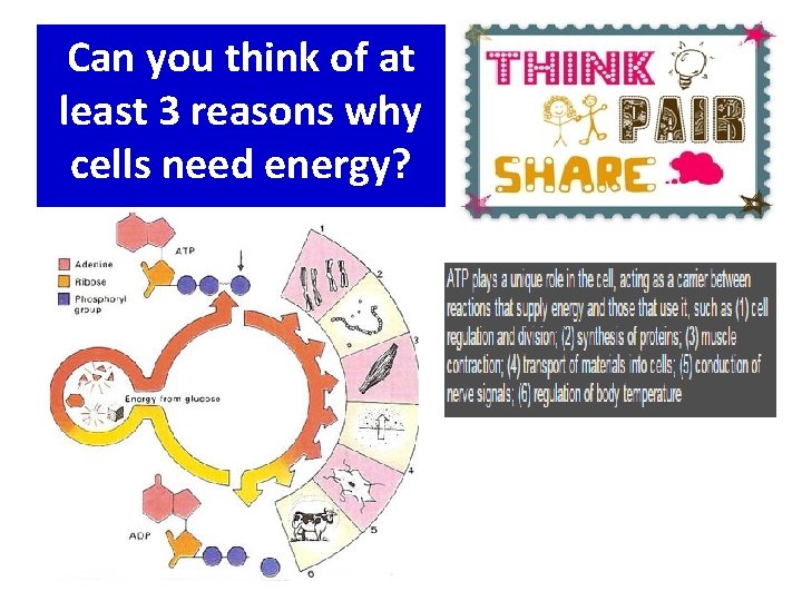 National 5 Biology Unit 1 Cell Biology KEY