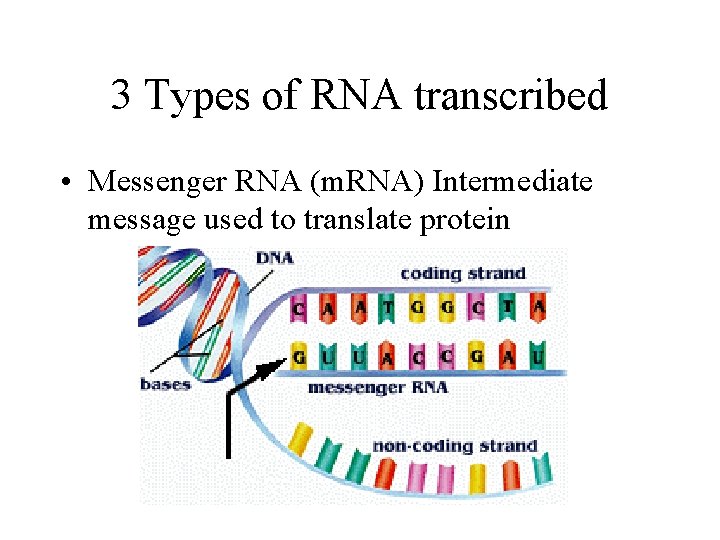Transcription Section 8 4 RNA Single strand Made