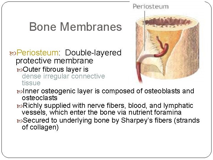 Lab Activity 7 Bone Histology Martini Chapter 6