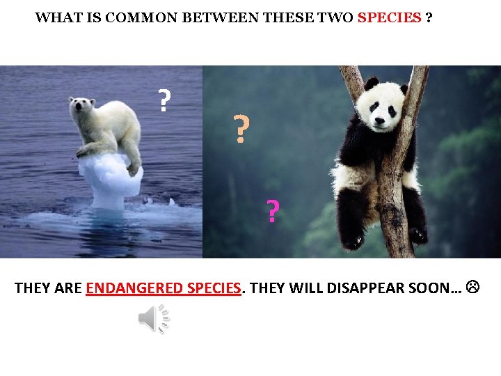 WHAT IS COMMON BETWEEN THESE TWO ANIMALS They