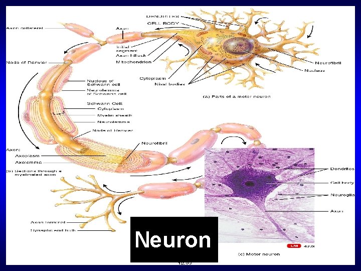 The NERVOUS System 7 01 The three broad