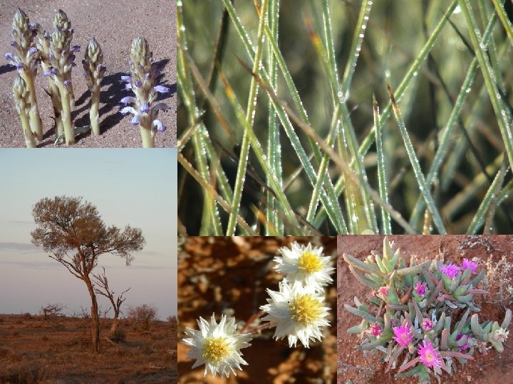 THE ARID ZONE AND XERIC SHRUBLANDS Denise Noack