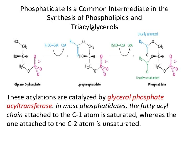 Membrane Lipids Cholesterol Metabolism Learning Objectives 1 How