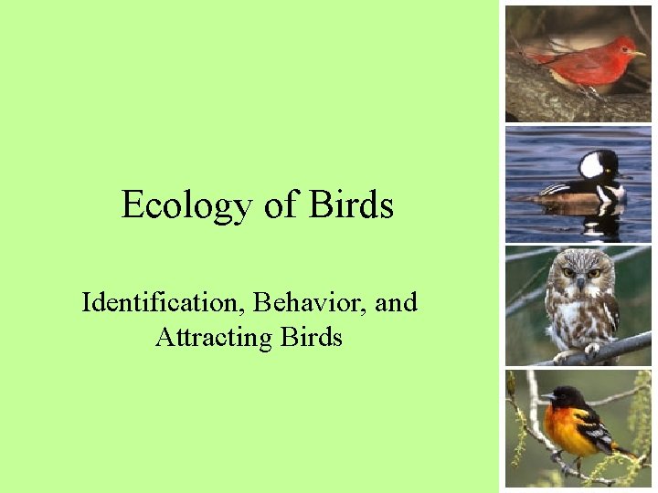 Ecology of Birds Identification Behavior and Attracting Birds