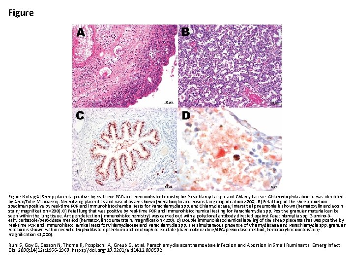Figure nbsp A Sheep placenta positive by realtime