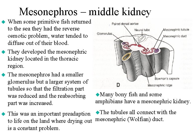 KIDNEYS Nick Milne School of Anatomy and Human