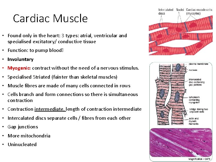 Voluntary and involuntary muscles Sliding filament model 13