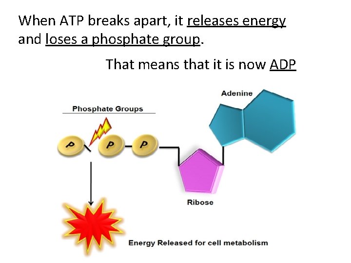 Photosynthesis and Cellular Respiration How does your body