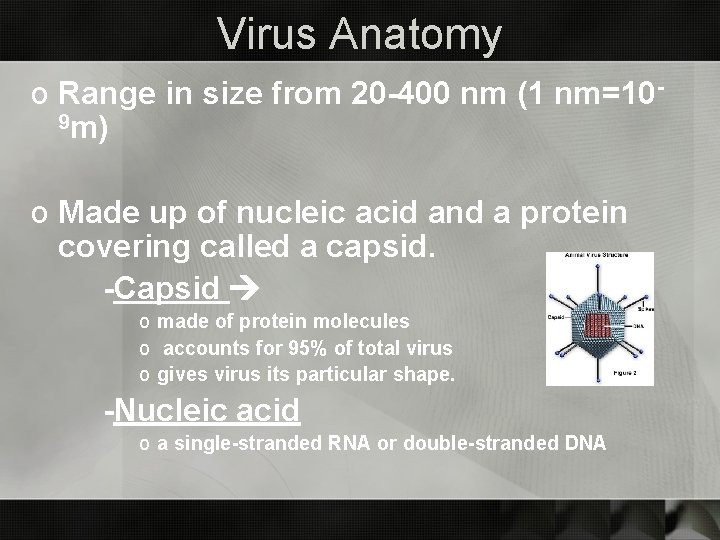 Viruses Small but deadly What Is A Virus