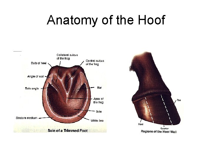 Basics of Hoof Care No Hoof No Horse