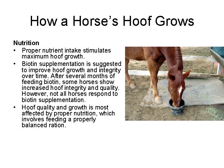 Basics of Hoof Care No Hoof No Horse