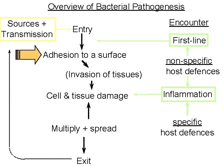 Lecture 2 Interactions with host surfaces II Adhesion