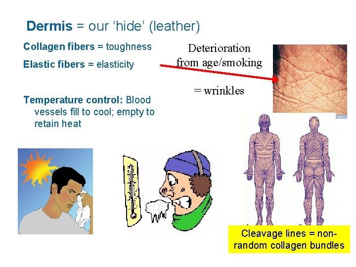 BIO 50 A ANATOMY PHYSIOLOGY Integumentary System Learning
