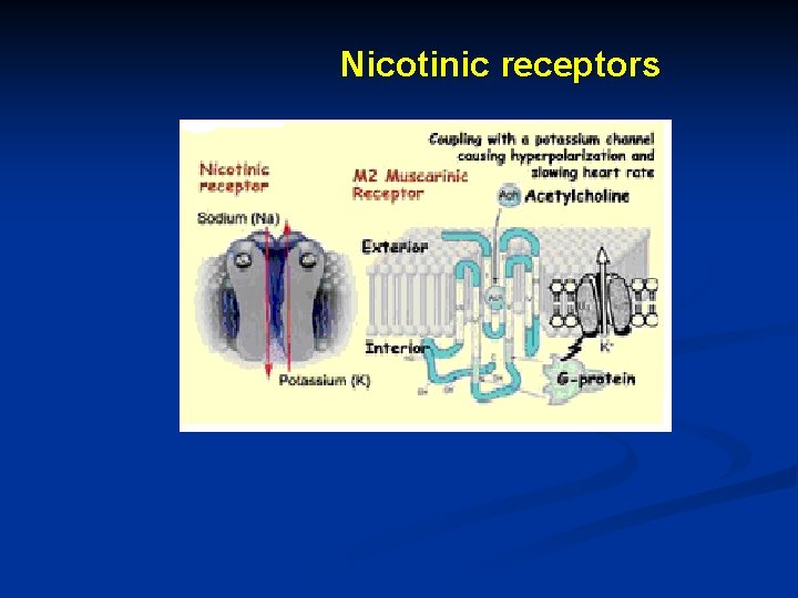 Steps of neurotransmission Steps of cholinergic neurotransmission ...