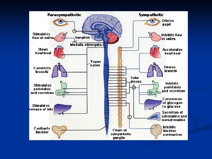 Steps of neurotransmission Steps of cholinergic neurotransmission ...